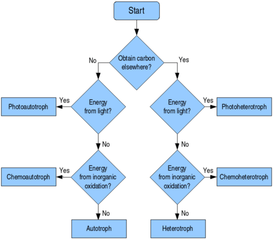 Autotrophs Vs Heterotrophs Venn Diagram