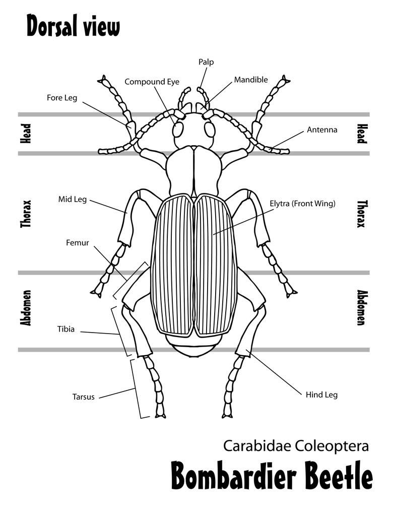 Bess Beetle Diagram