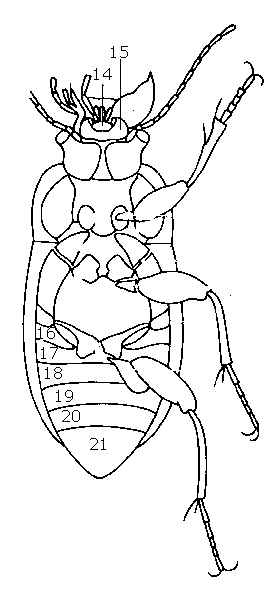 Bess Beetle Diagram