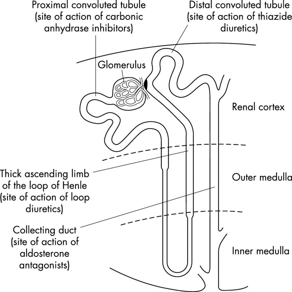 Blank Nephron Diagram