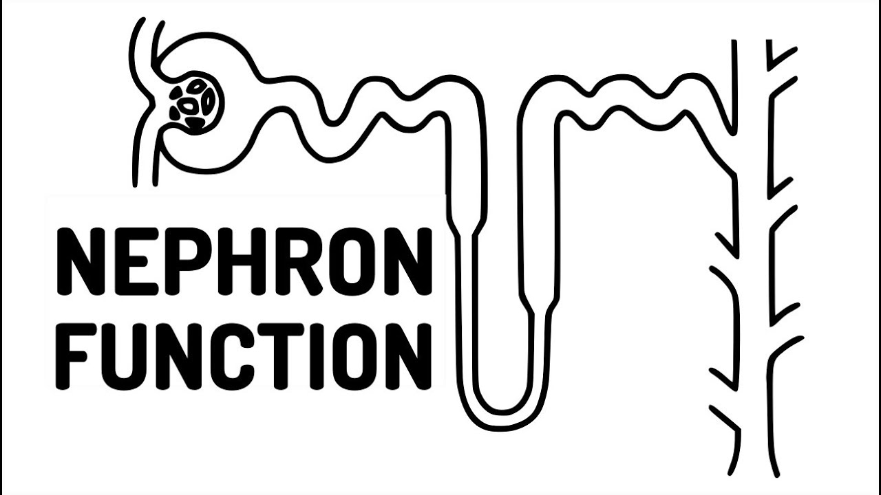 Blank Nephron Diagram