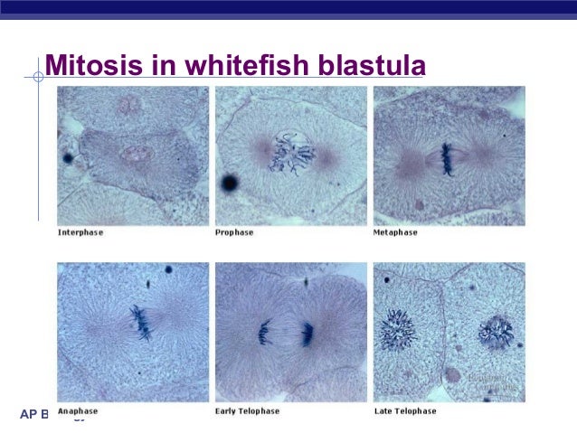 Blastula Diagram