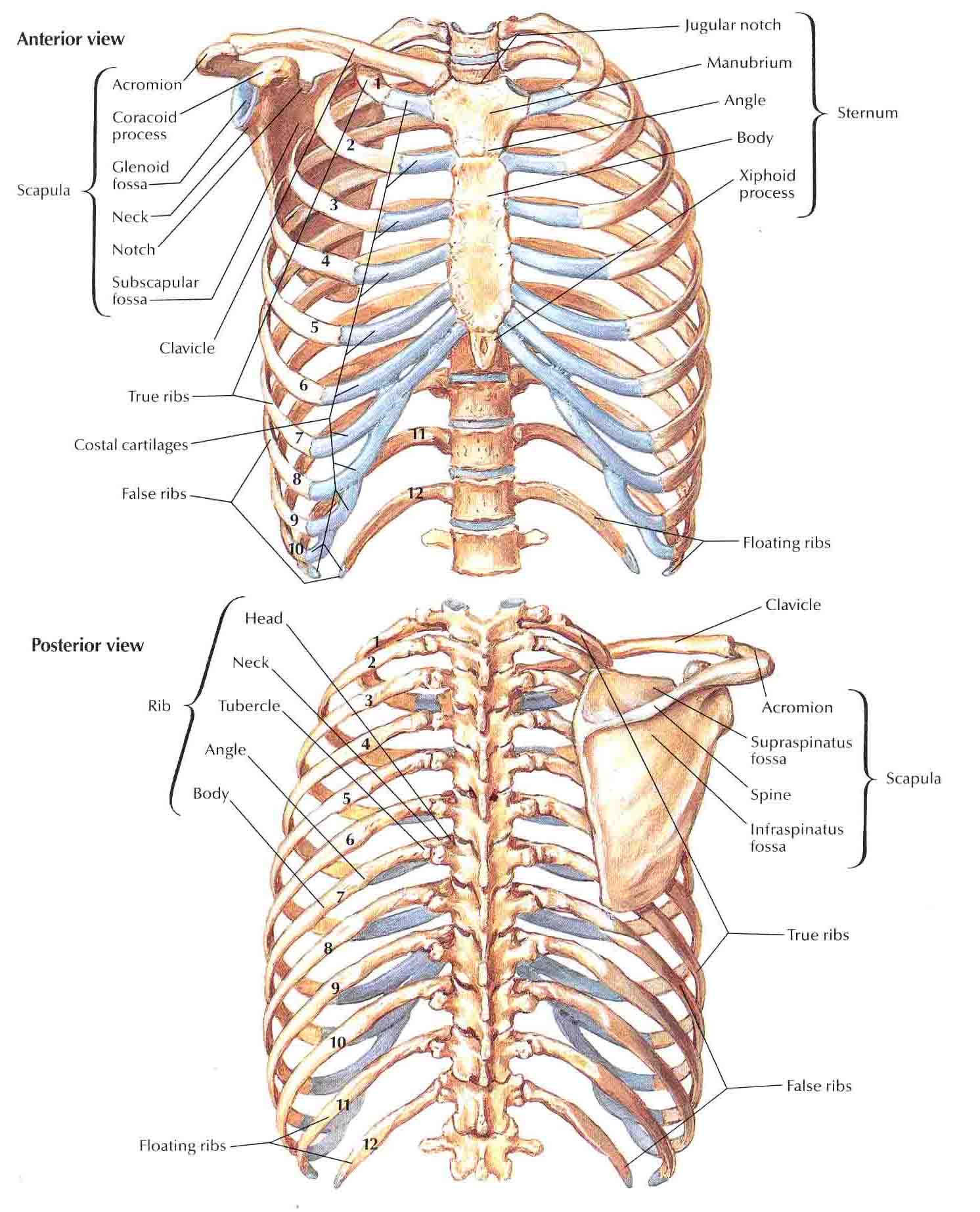 Bony Thorax Diagram