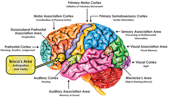Brain Diagram Brocas Area