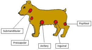 Canine Lymph Nodes Diagram