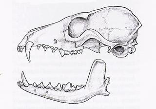 Chipmunk Den Diagram