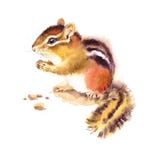 Chipmunk Den Diagram
