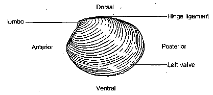 Clam Diagram Labeled