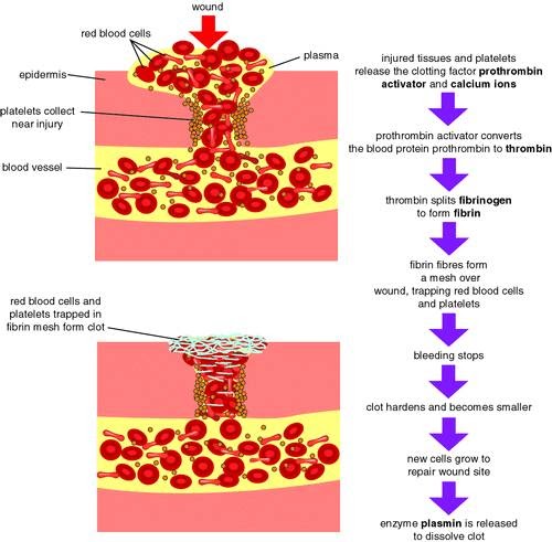 Coagulation Cascade Diagram Simple