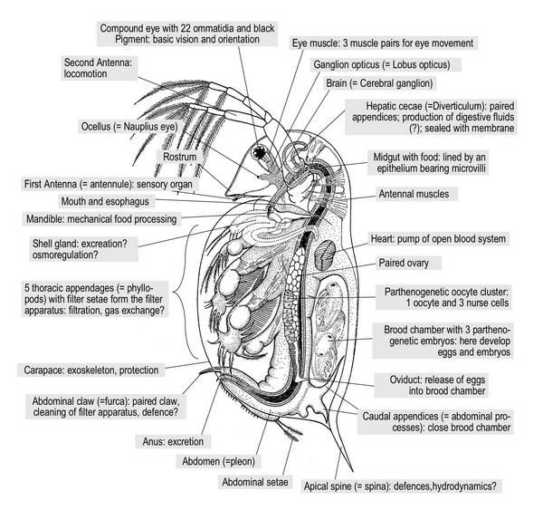 Daphnia Labeled Diagram
