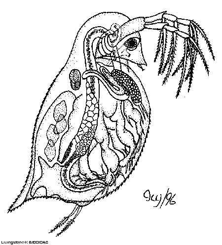 Daphnia Labeled Diagram