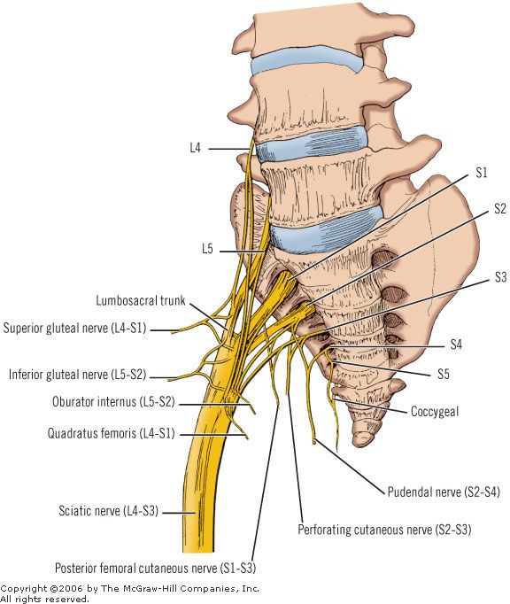 Diagram Of Sciatic Nerve Pathway