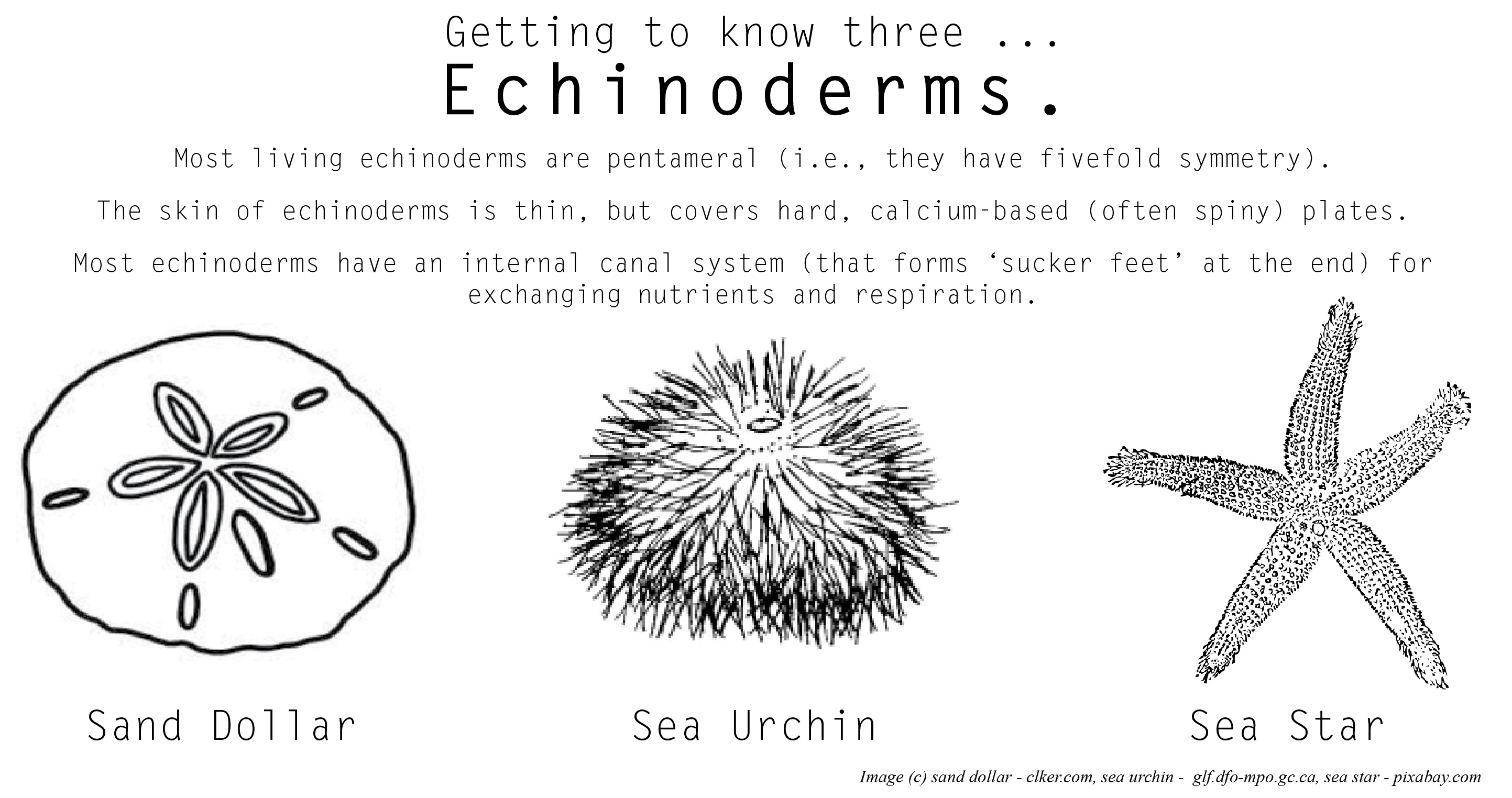 Echinoidea Diagram