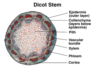 Structure Diagram Of A Eudicot Eudicot Primary Stem Structur