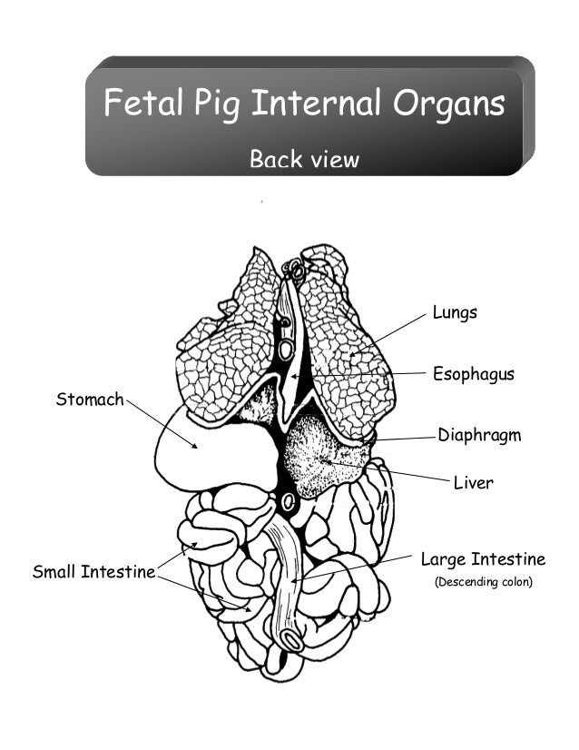 Fetal Pig Mouth Diagram