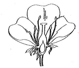 Flower Diagram Unlabeled