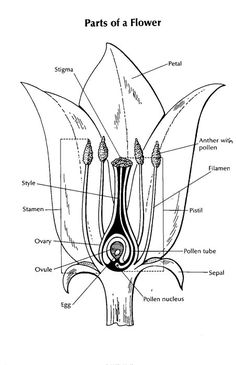 Flower Diagram Unlabeled
