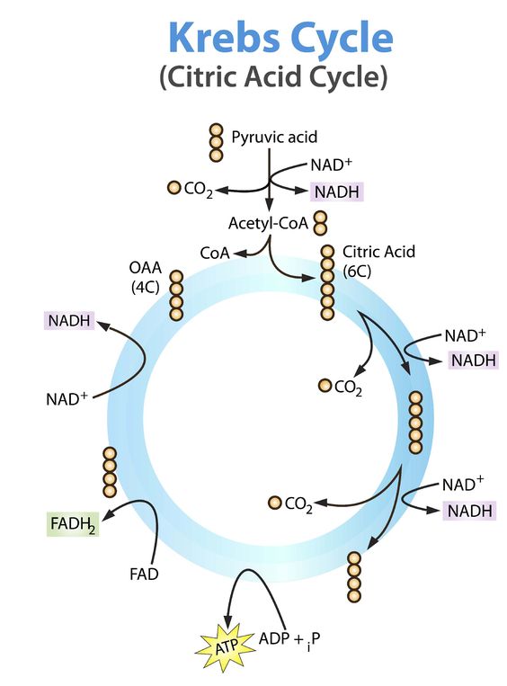 Glycolysis Diagram For Kids