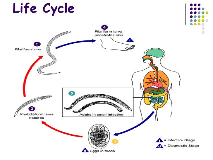 Hookworm Life Cycle Diagram
