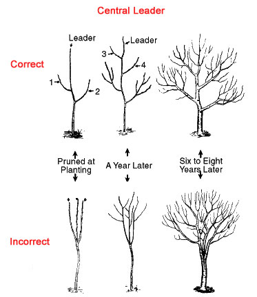 How To Prune A Nectarine Tree Diagram