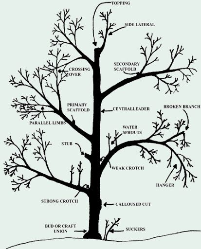 How To Prune A Nectarine Tree Diagram