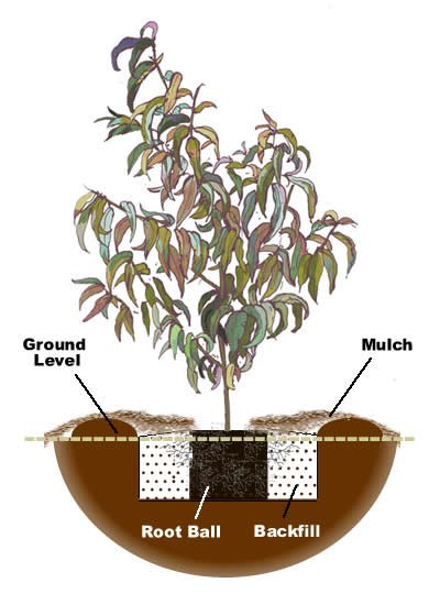 How To Prune A Nectarine Tree Diagram