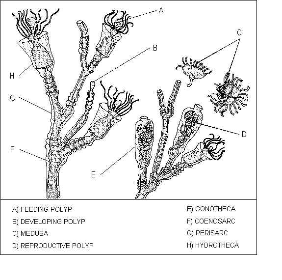 Hydra Labeled Diagram