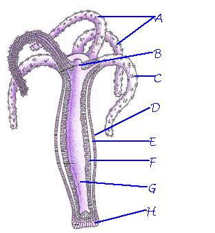 Hydra Labeled Diagram