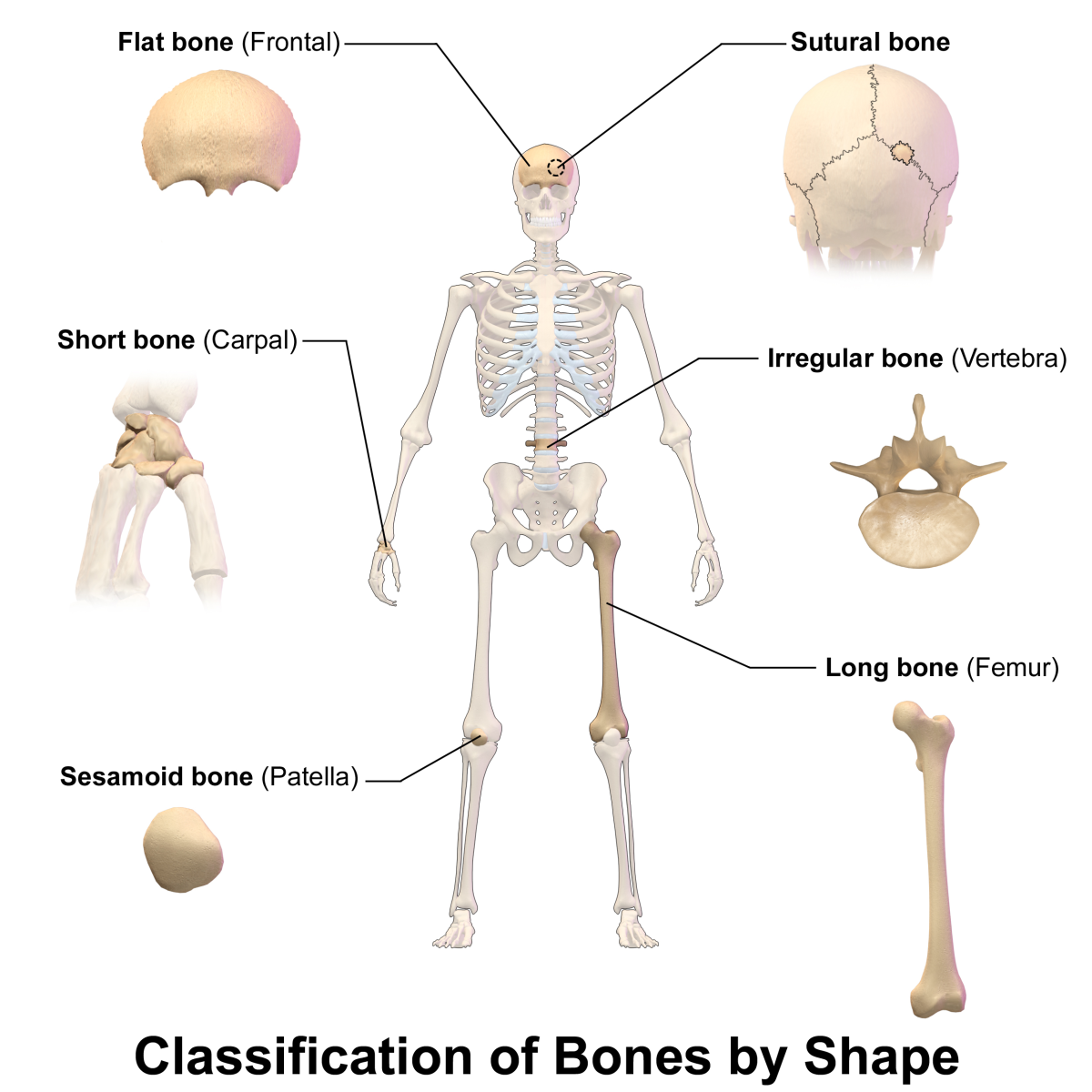 Identify All Indicated Bones In The Diagram Of The Articulated Skeleton