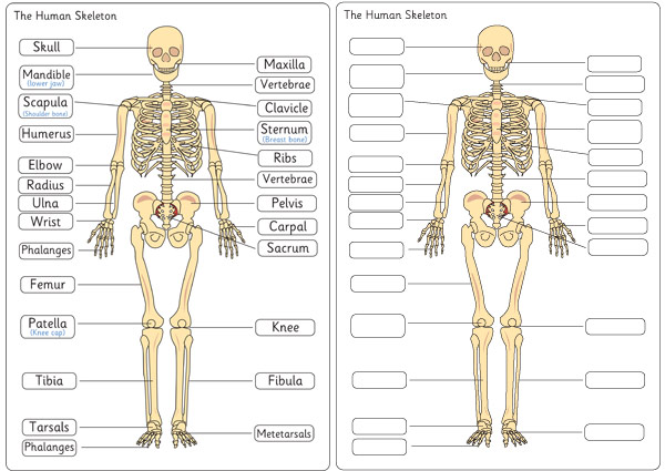 Identify All Indicated Bones In The Diagram Of The Articulated Skeleton