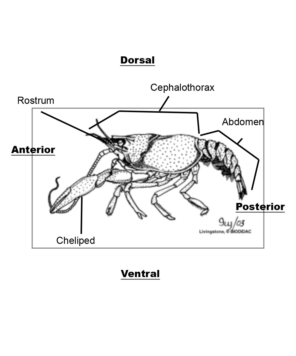 Labeled Diagram Of A Crayfish