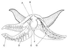 Labeled Starfish Diagram