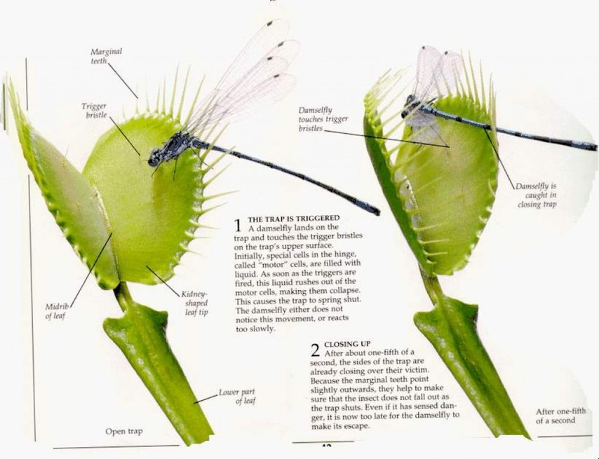 Life Cycle Of A Venus Fly Trap Diagram