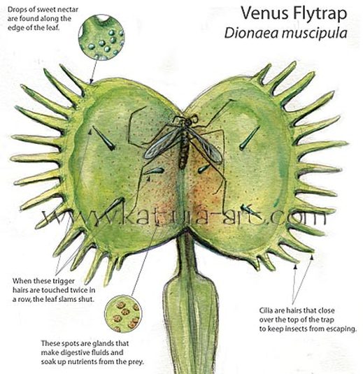 Life Cycle Of A Venus Fly Trap Diagram