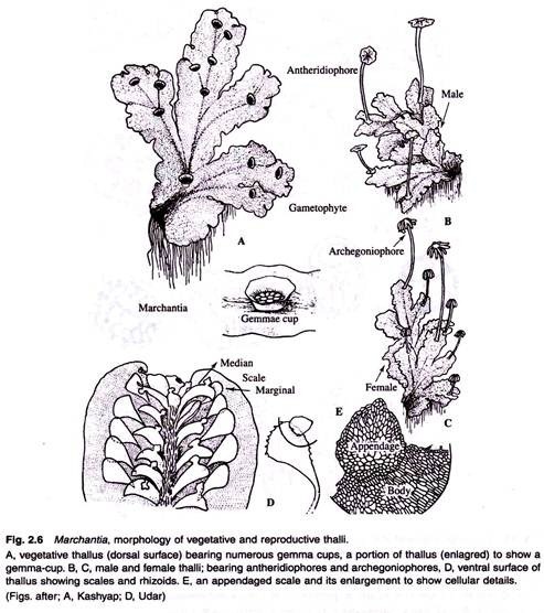 Marchantia Diagram