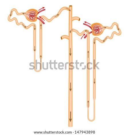Match Each Lettered Structure In The Diagram Of The Nephron