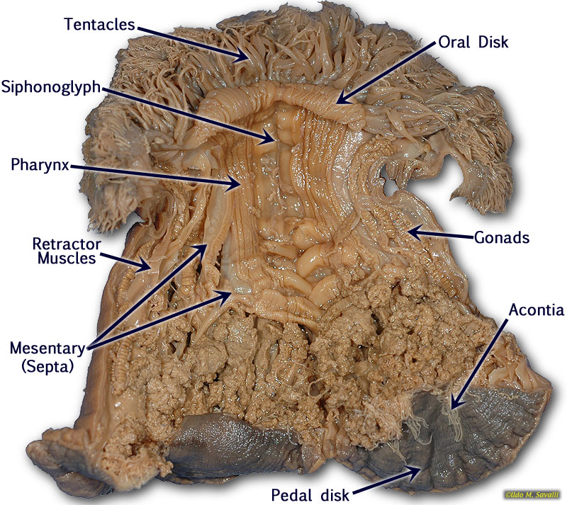 Metridium Diagram