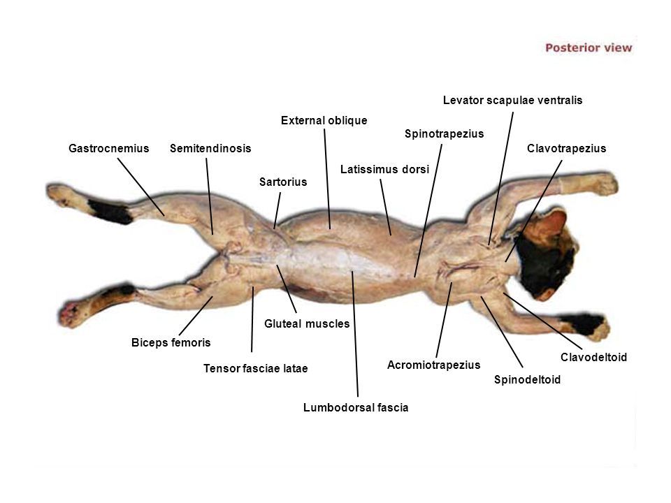 Mink Muscles Diagram