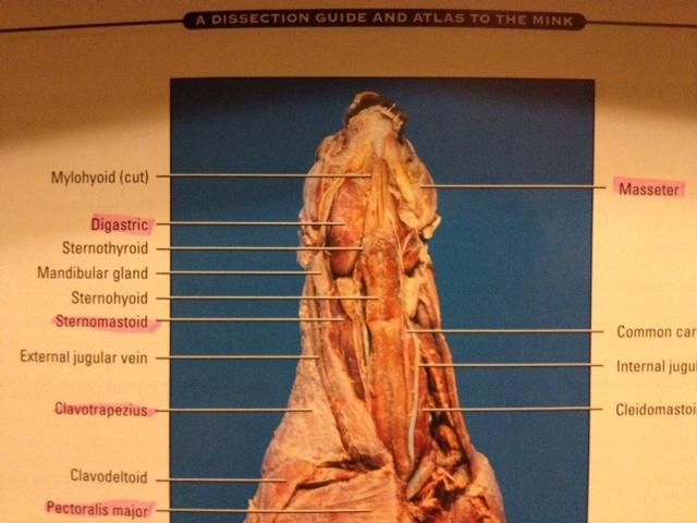 Mink Muscles Diagram