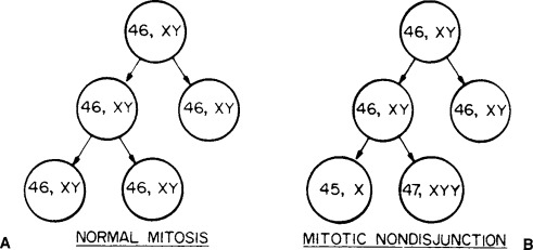 Nondisjunction Diagram