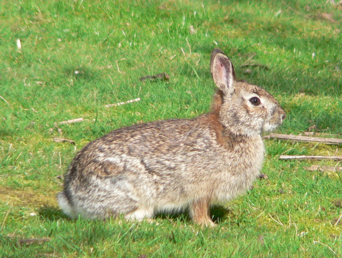 Rabbit Burrow Diagram