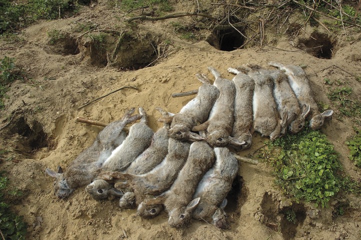 Rabbit Burrow Diagram