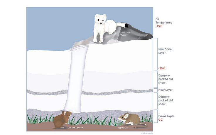 Rabbit Burrow Diagram