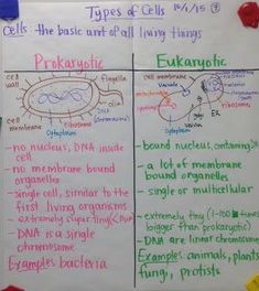 Venn Diagram Bacteria And Virus