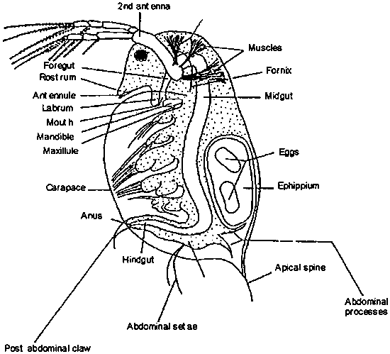 Volvox Diagram Labeled
