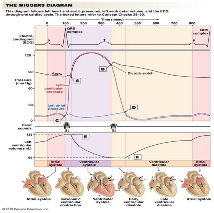 Wiggers Diagram Cardiac Cycle