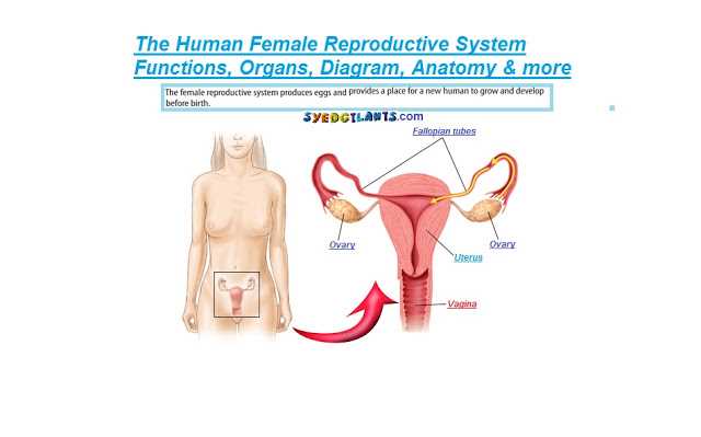 The Complete Guide to Understanding the Female Human Body Diagram and Its Organs