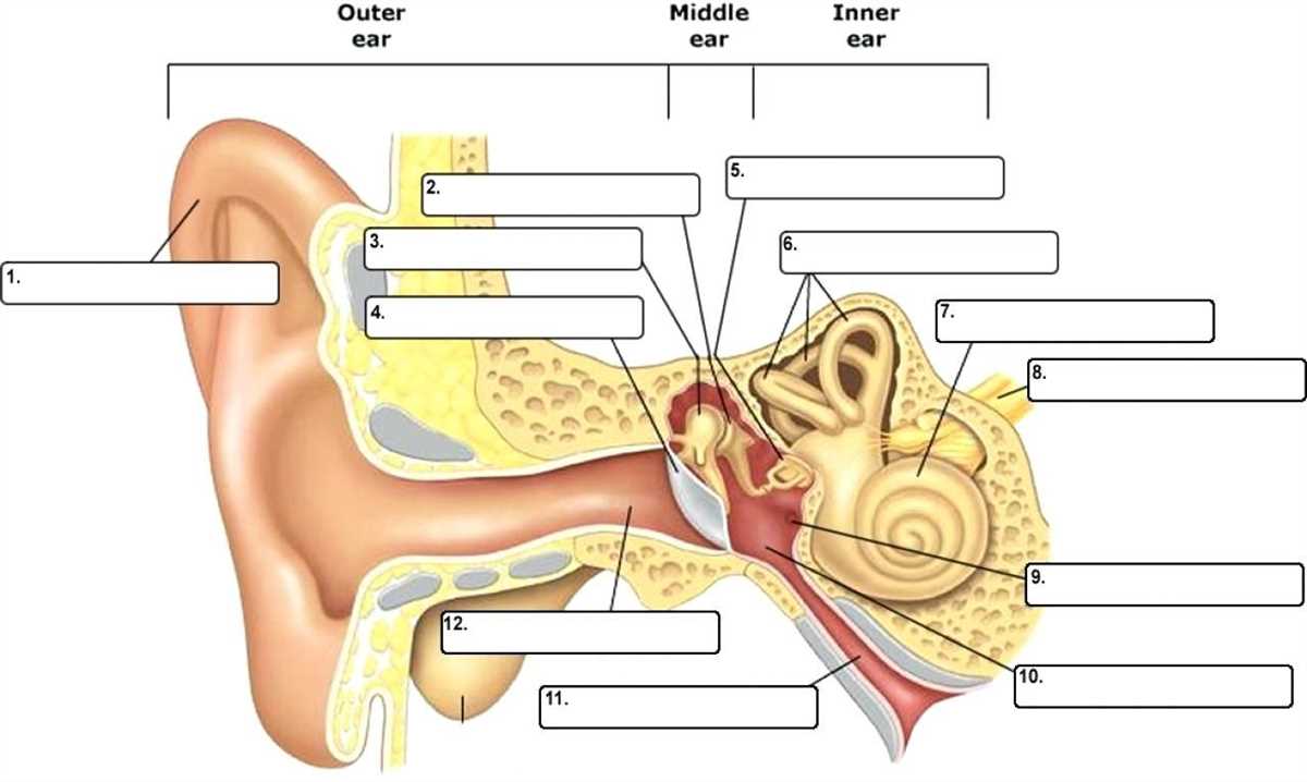 The Comprehensive Guide to a Detailed Labeled Ear Diagram