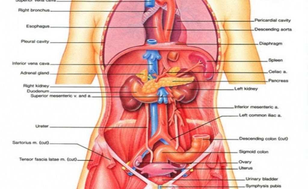 The Complete Guide to Understanding the Female Human Body Diagram and Its Organs