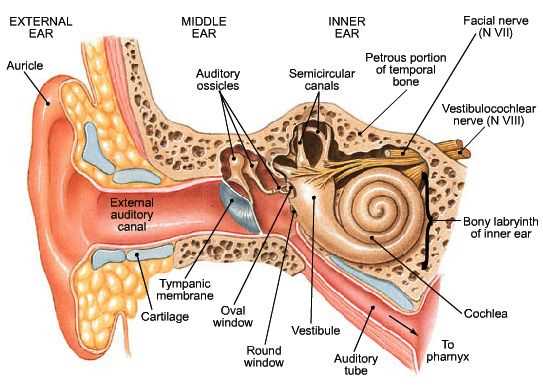 The Comprehensive Guide to a Detailed Labeled Ear Diagram